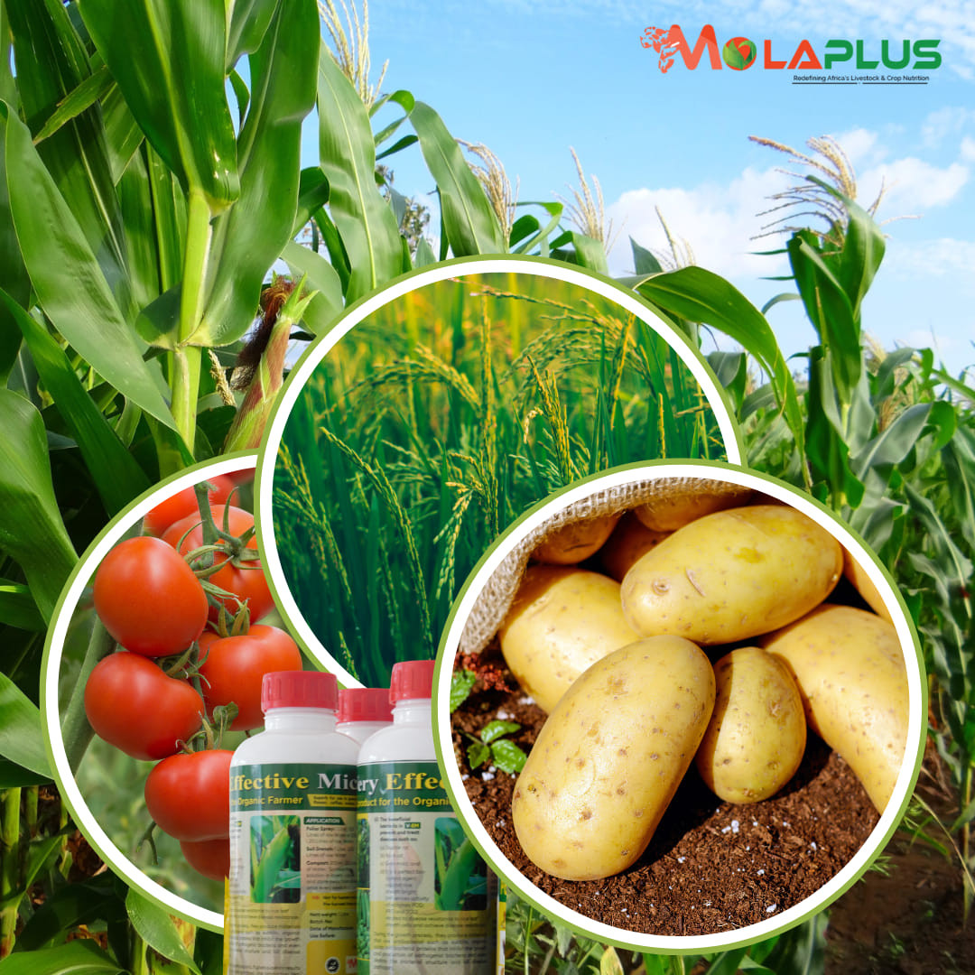 MolaPlus Investments Limited Nominated for the 2024 DIGITALLY FIT ...